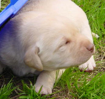 Lab Color Genetics